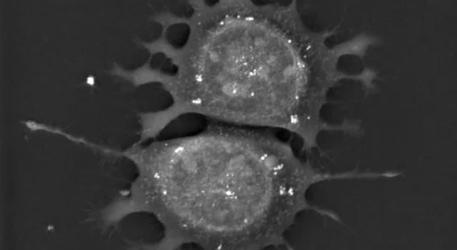 Nanolive SA - startup.ch